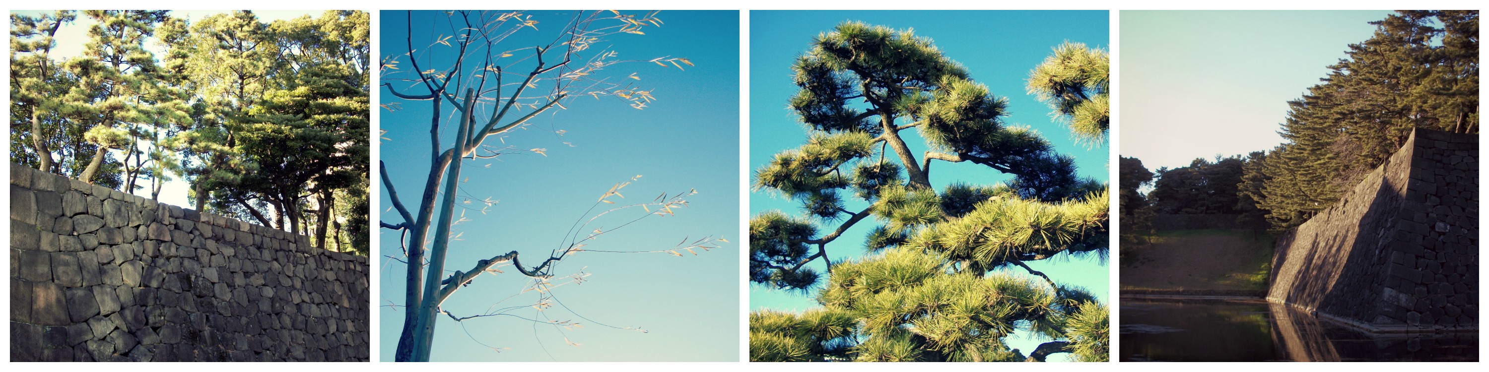 Tokyo Trees – Global Storytellers